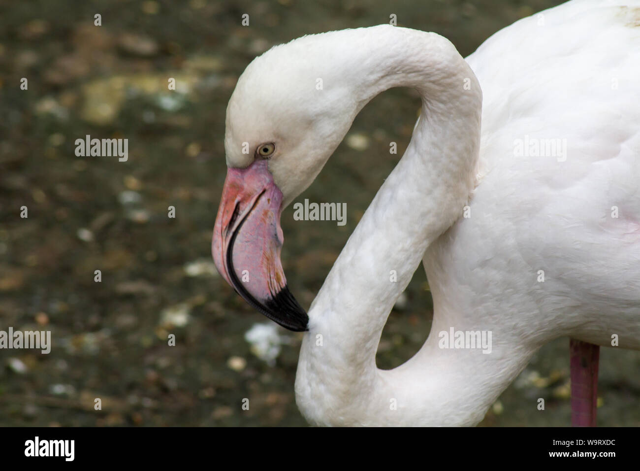 flamingo in a pool of water Stock Photo - Alamy