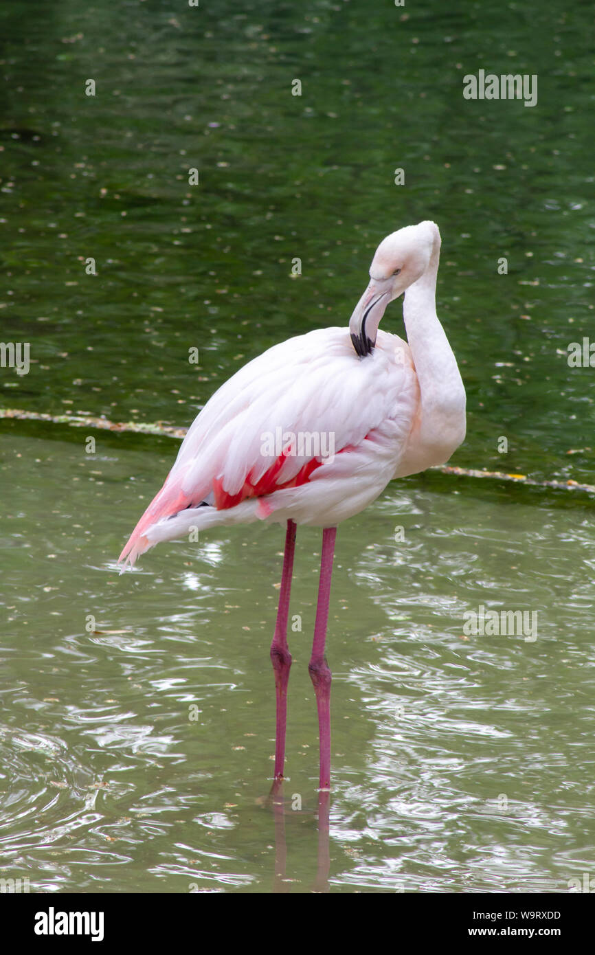flamingo in a pool of water Stock Photo - Alamy