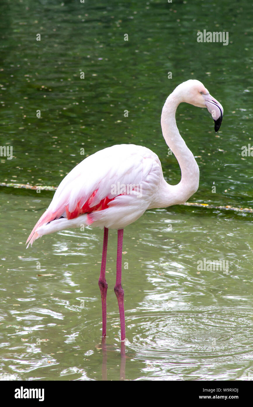 flamingo in a pool of water Stock Photo - Alamy