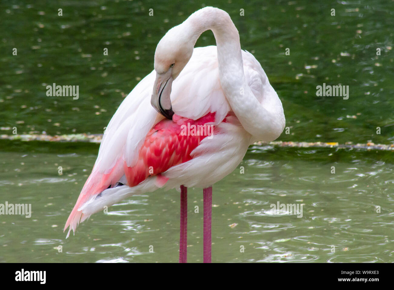 flamingo in a pool of water Stock Photo - Alamy