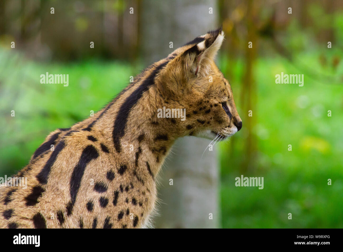 serval in its natural state Stock Photo - Alamy