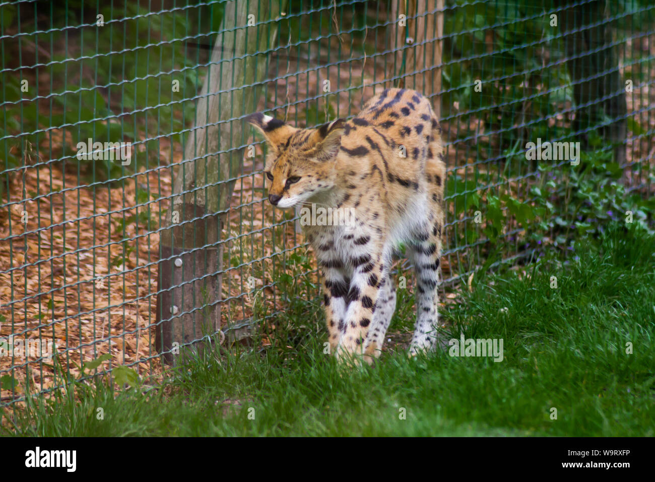 serval in its natural state Stock Photo - Alamy