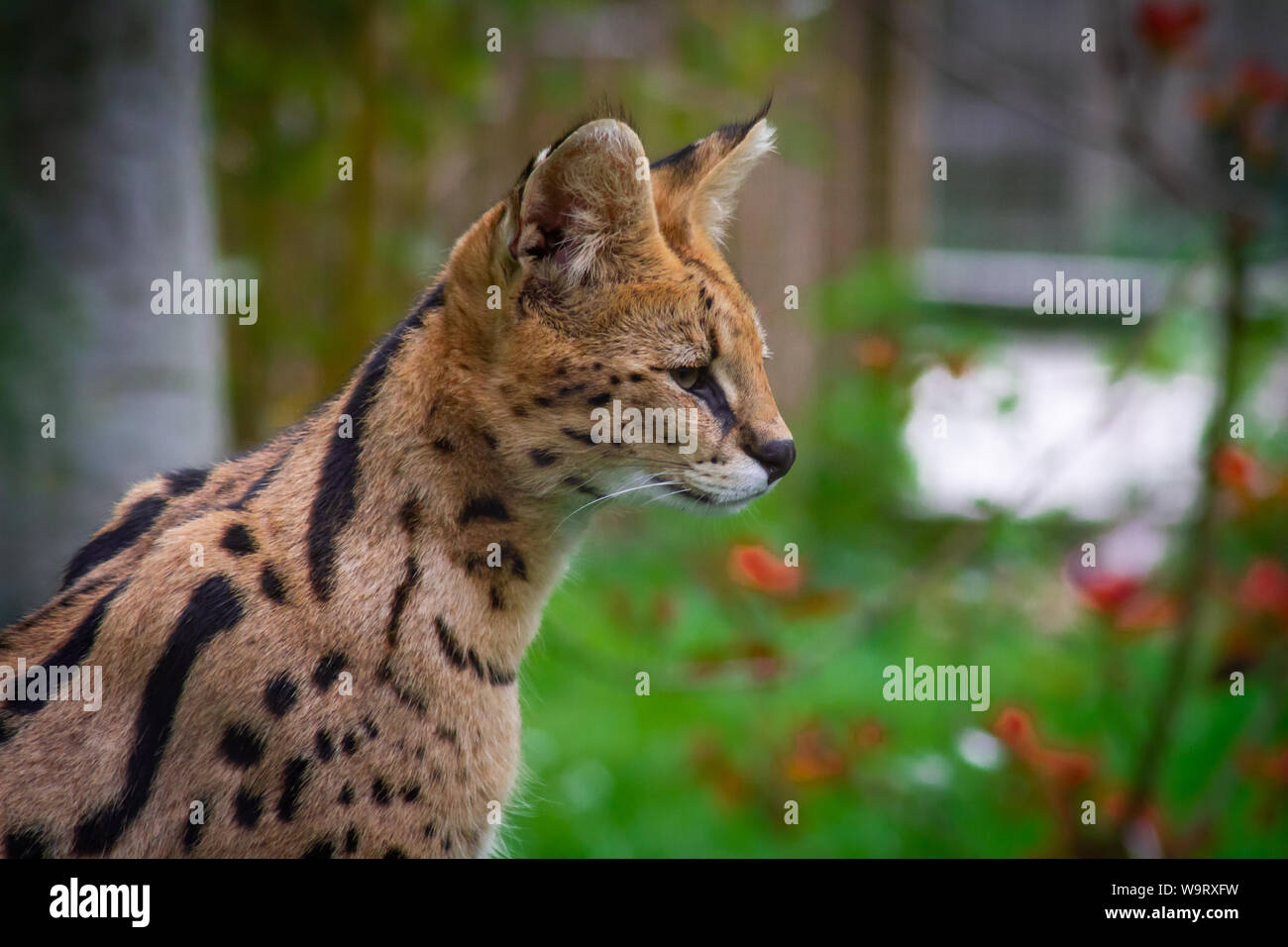 serval in its natural state Stock Photo - Alamy