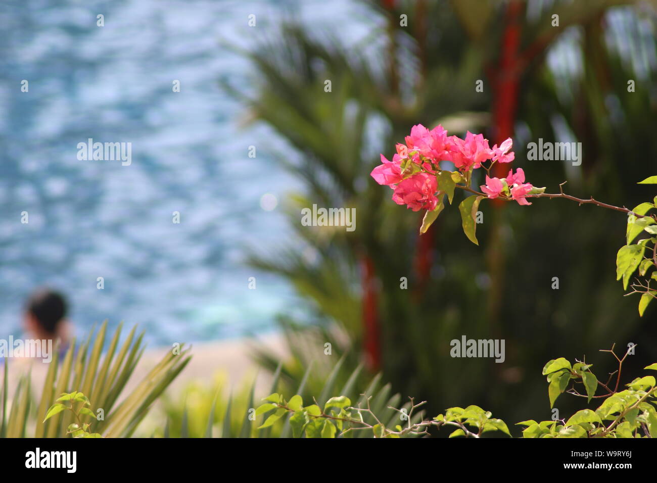 Flower by the pool Stock Photo - Alamy