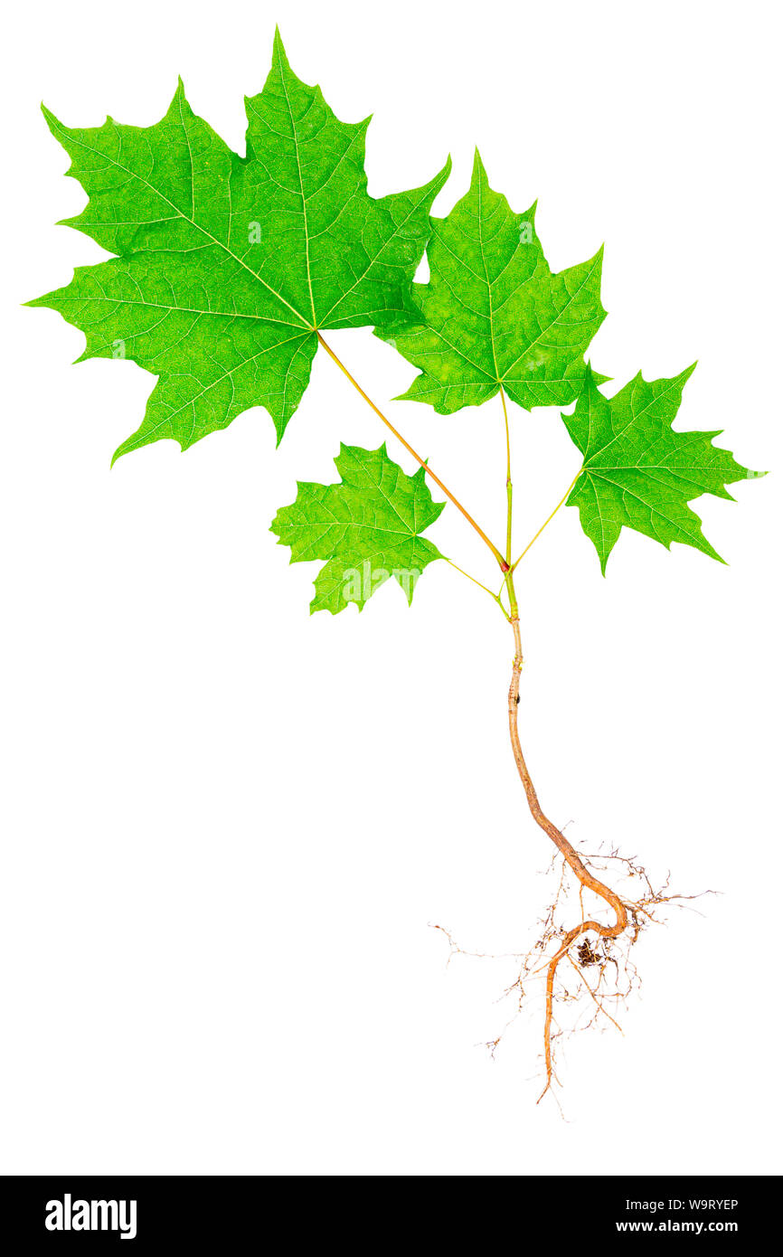 Young maple tree with roots isolated on white background Stock Photo ...