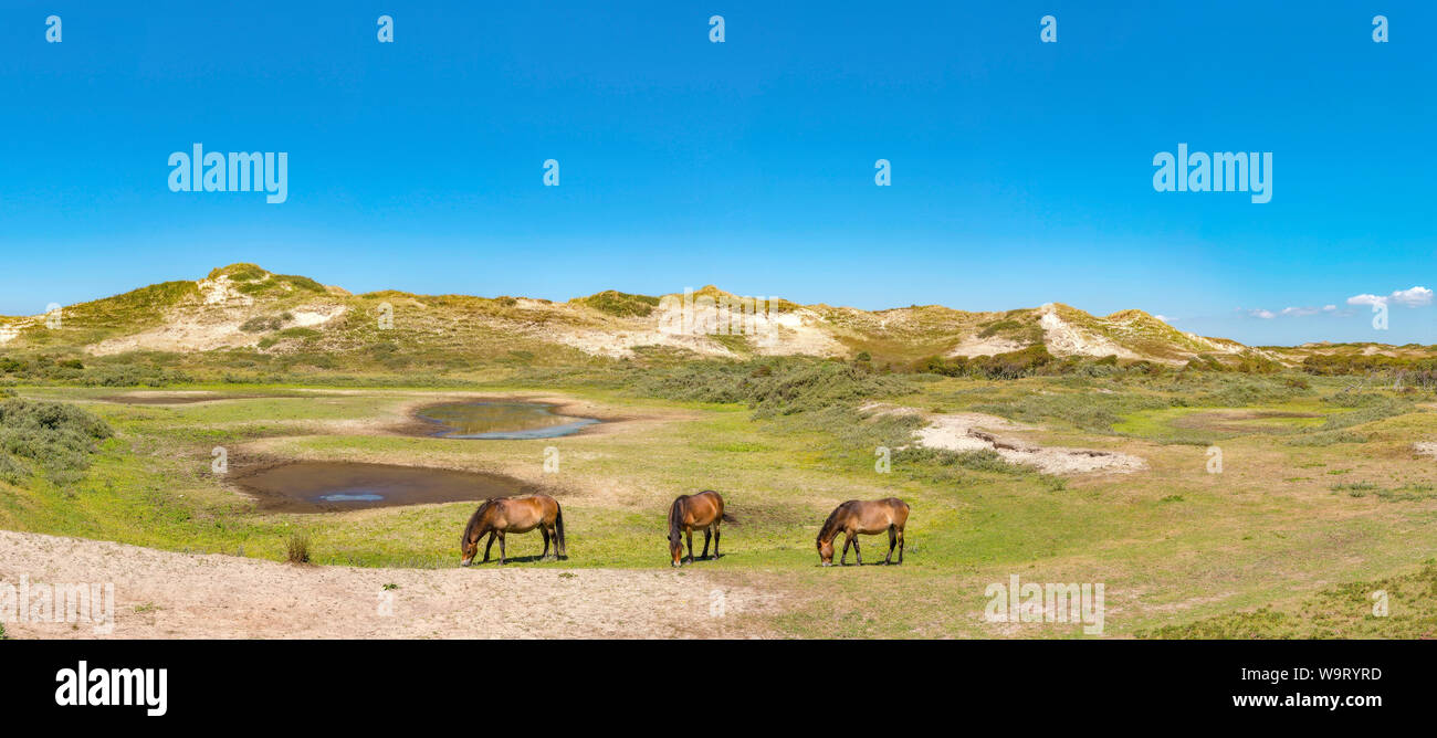 Grazing horses at the North-Holland Dunes nature reserve, 30063704 ...