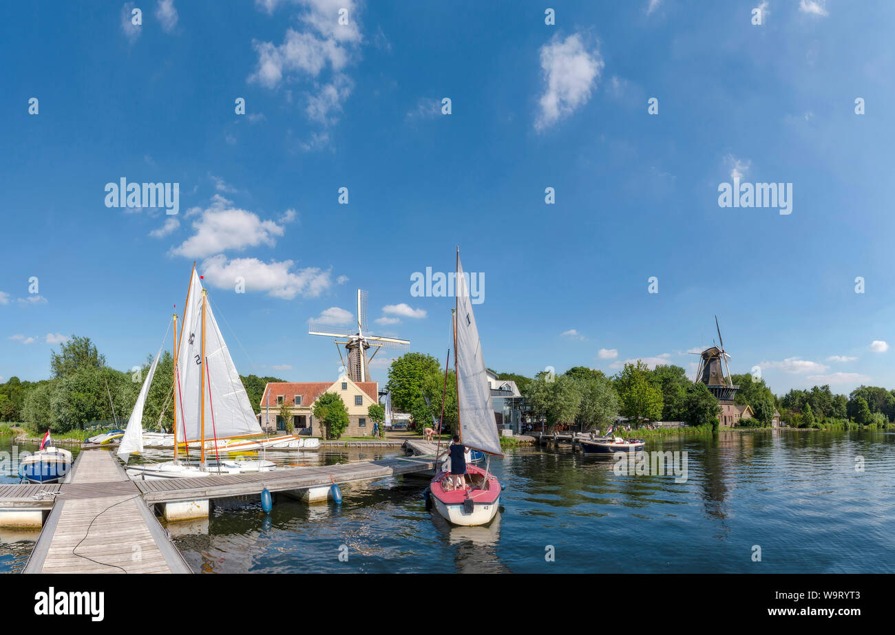 Windmills “De Lelie” and “De Ster” at the border of Lake Kralingen ...