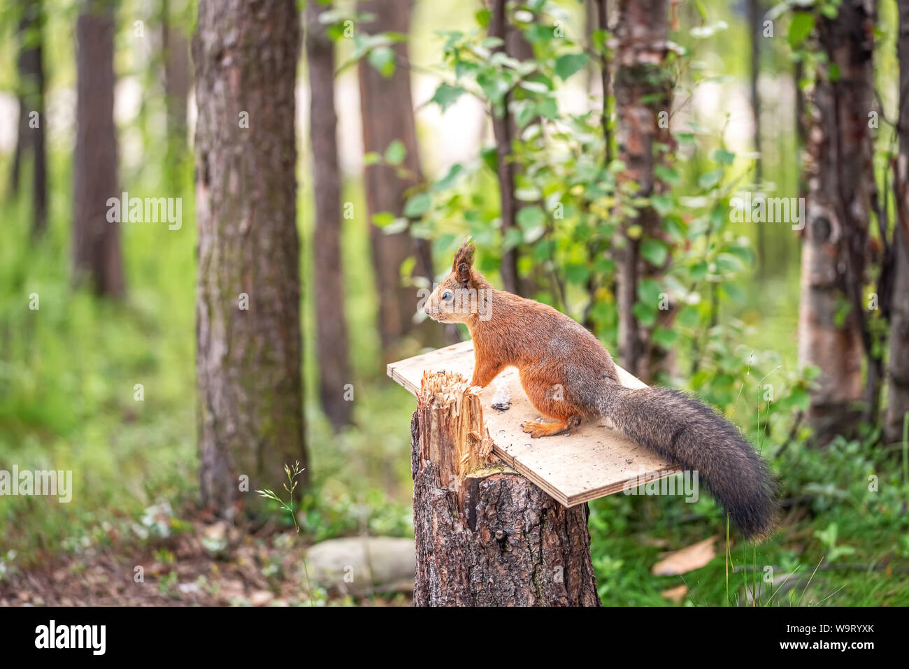 Squirrel sitting on the ground on the stub in forest or park. Sciurus ...