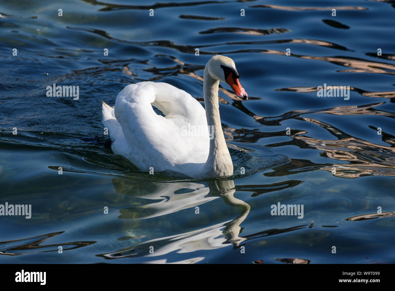 Swan on Lake Como (Italy Stock Photo - Alamy