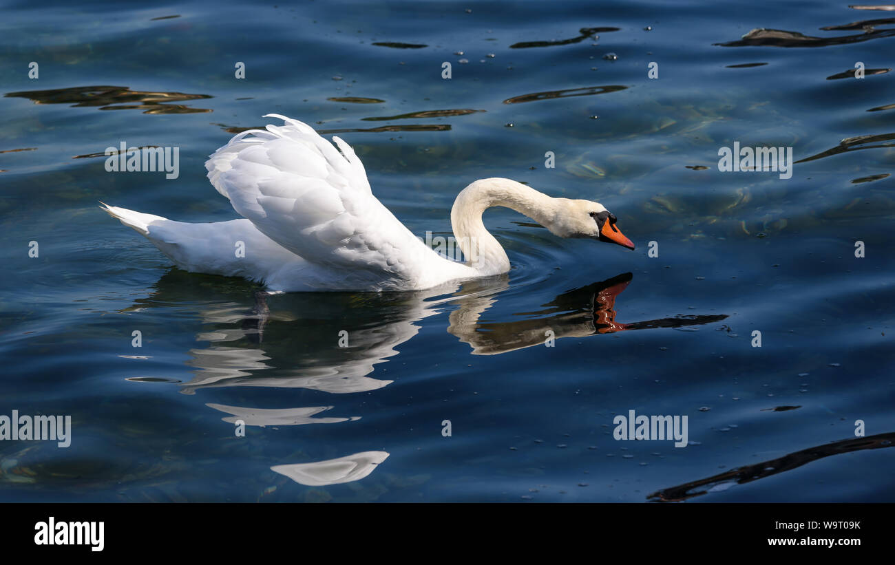 Swan on Lake Como (Italy Stock Photo - Alamy