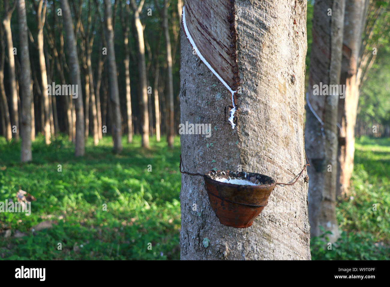 Rubber tree in the garden are making rubber tapping to remove latex ...