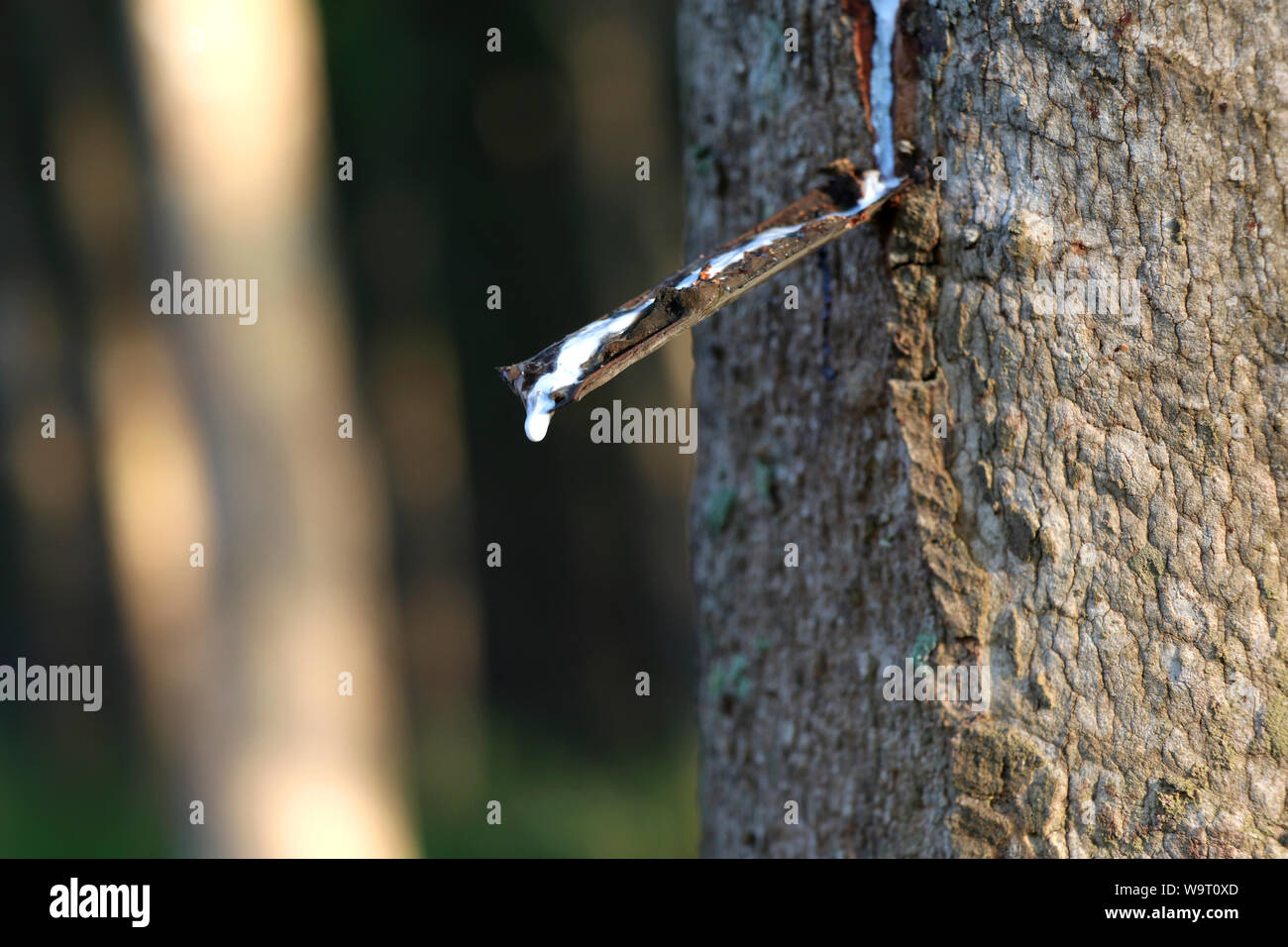 Rubber tree in the garden are making rubber tapping to remove latex ...