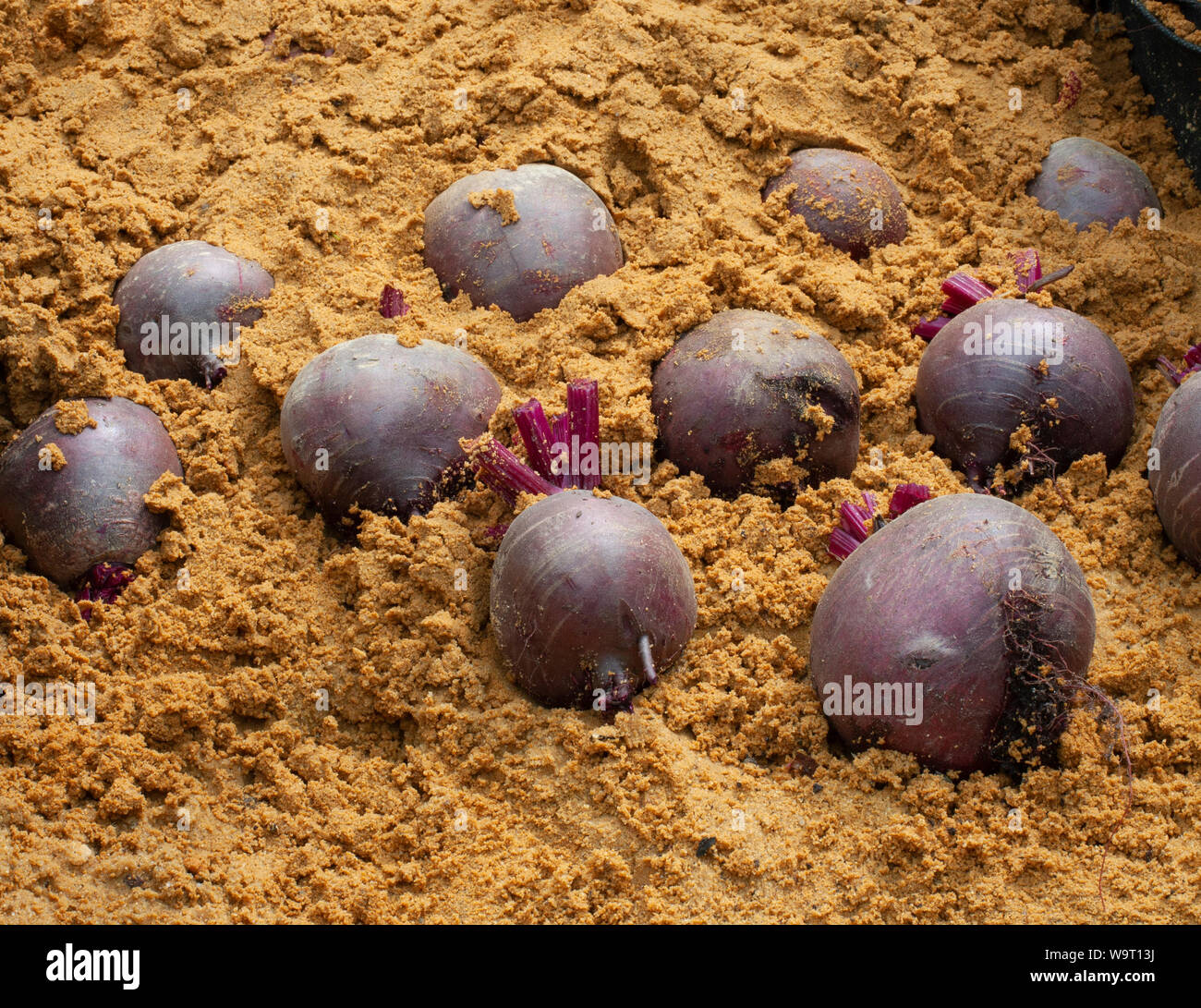 Root vegetables sand hi-res stock photography and images - Alamy