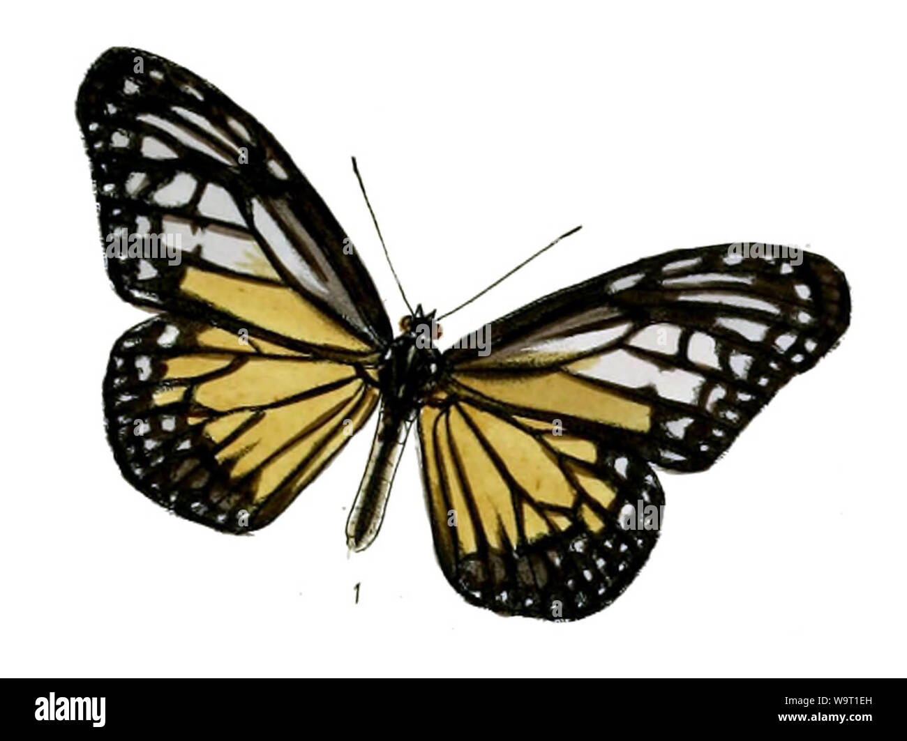 Parantica aspasia hi-res stock photography and images - Alamy