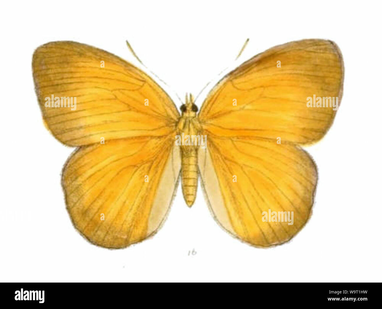 Arcesilaus hi-res stock photography and images - Alamy