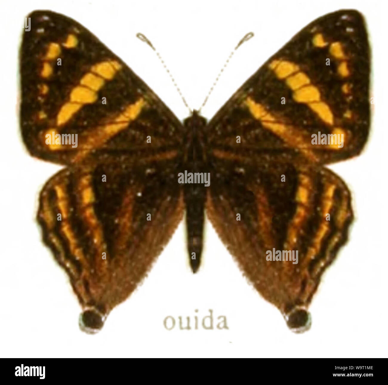 Ouida hi-res stock photography and images - Alamy