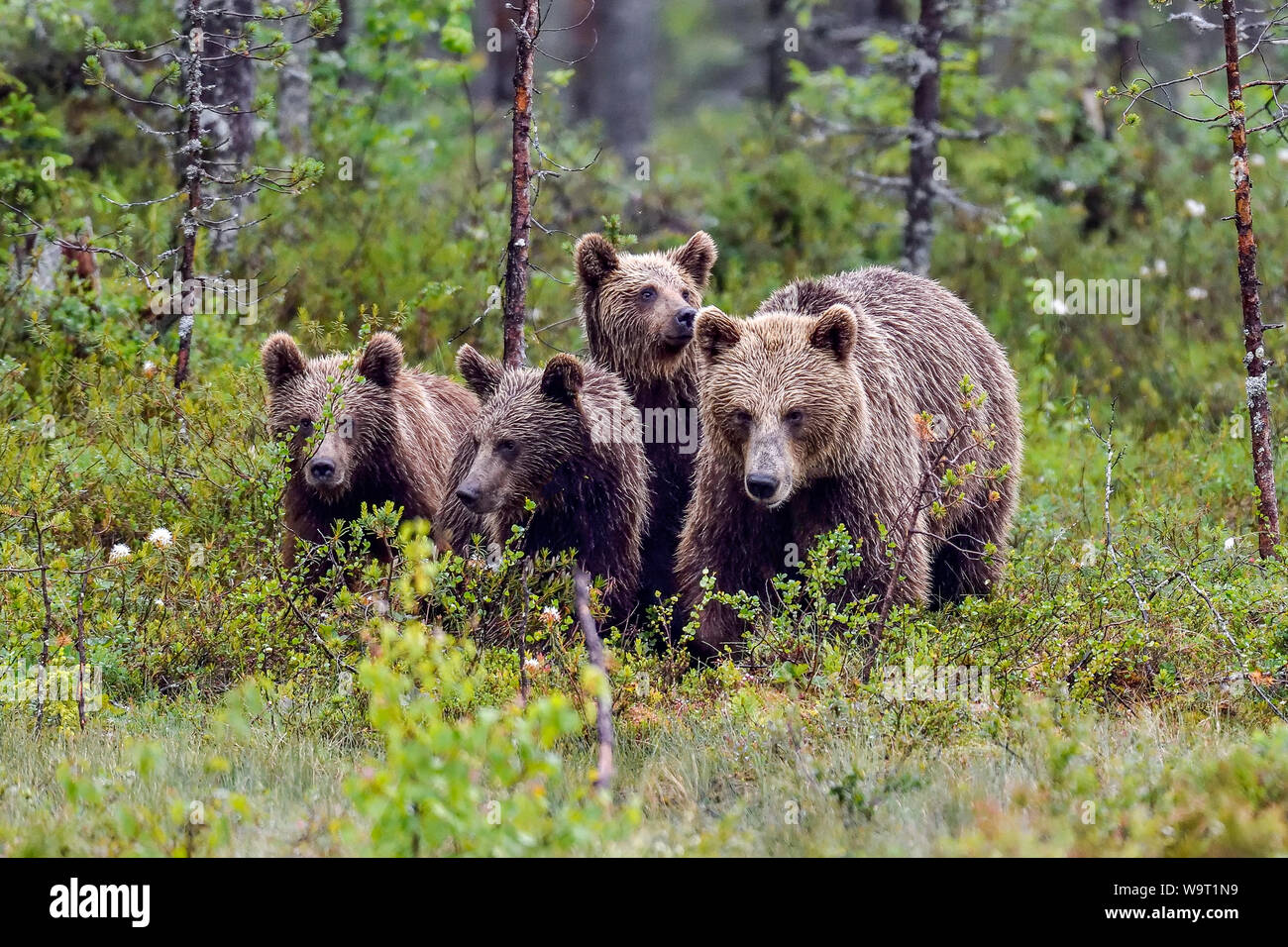 Ursidae family hi-res stock photography and images - Alamy