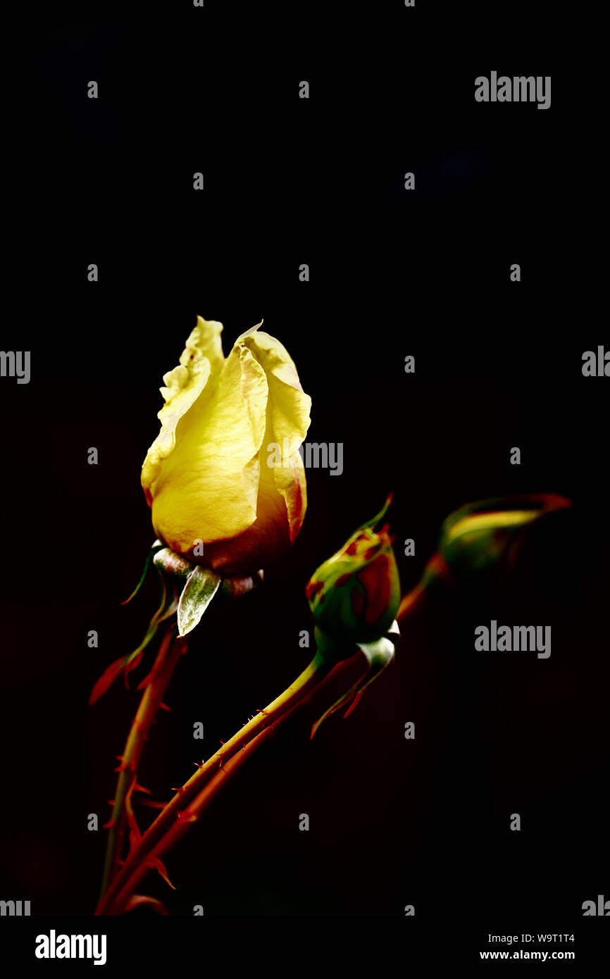 Romantic yellow rose on black background Stock Photo - Alamy