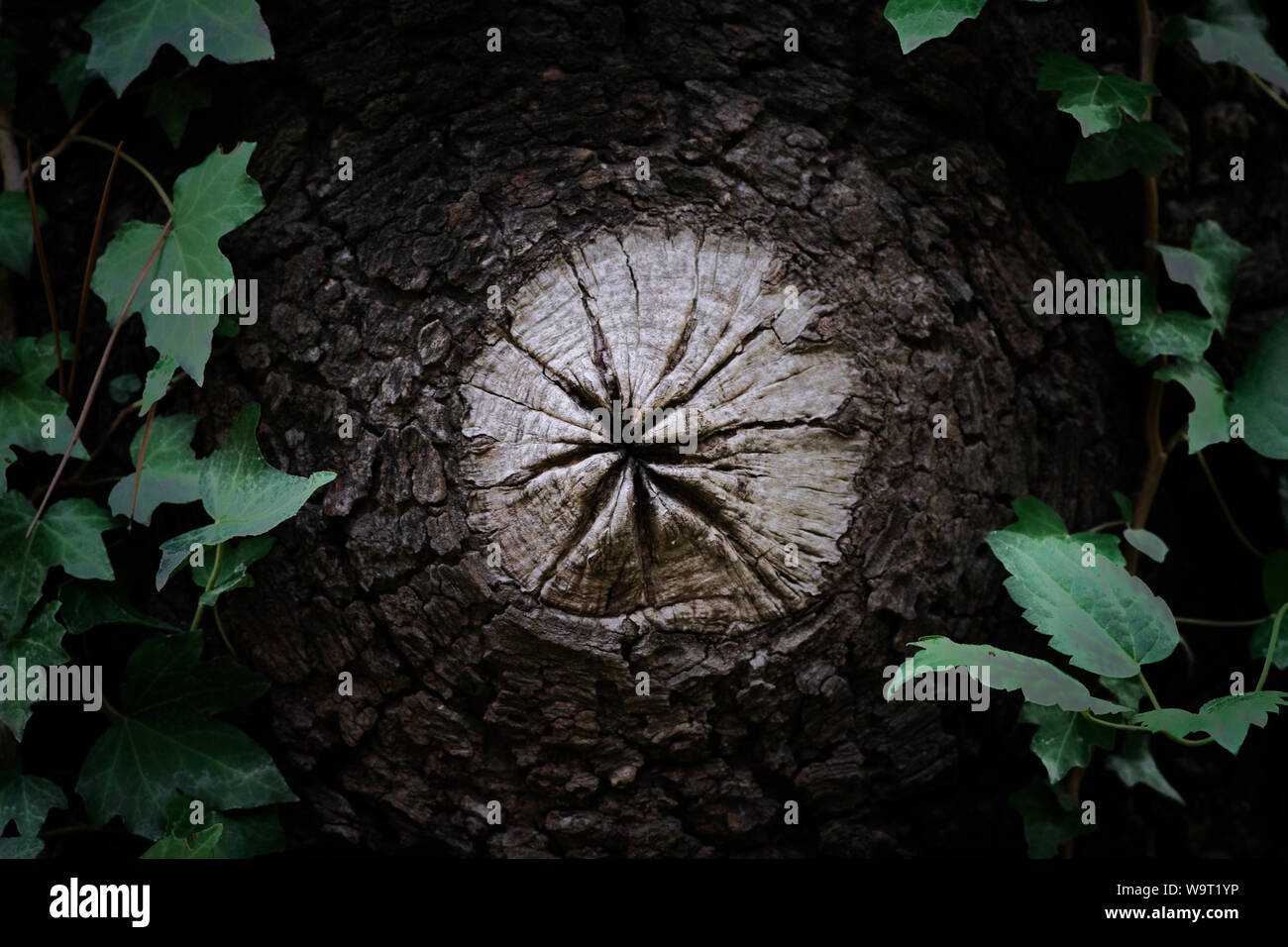 tree trunk node ivy Stock Photo - Alamy