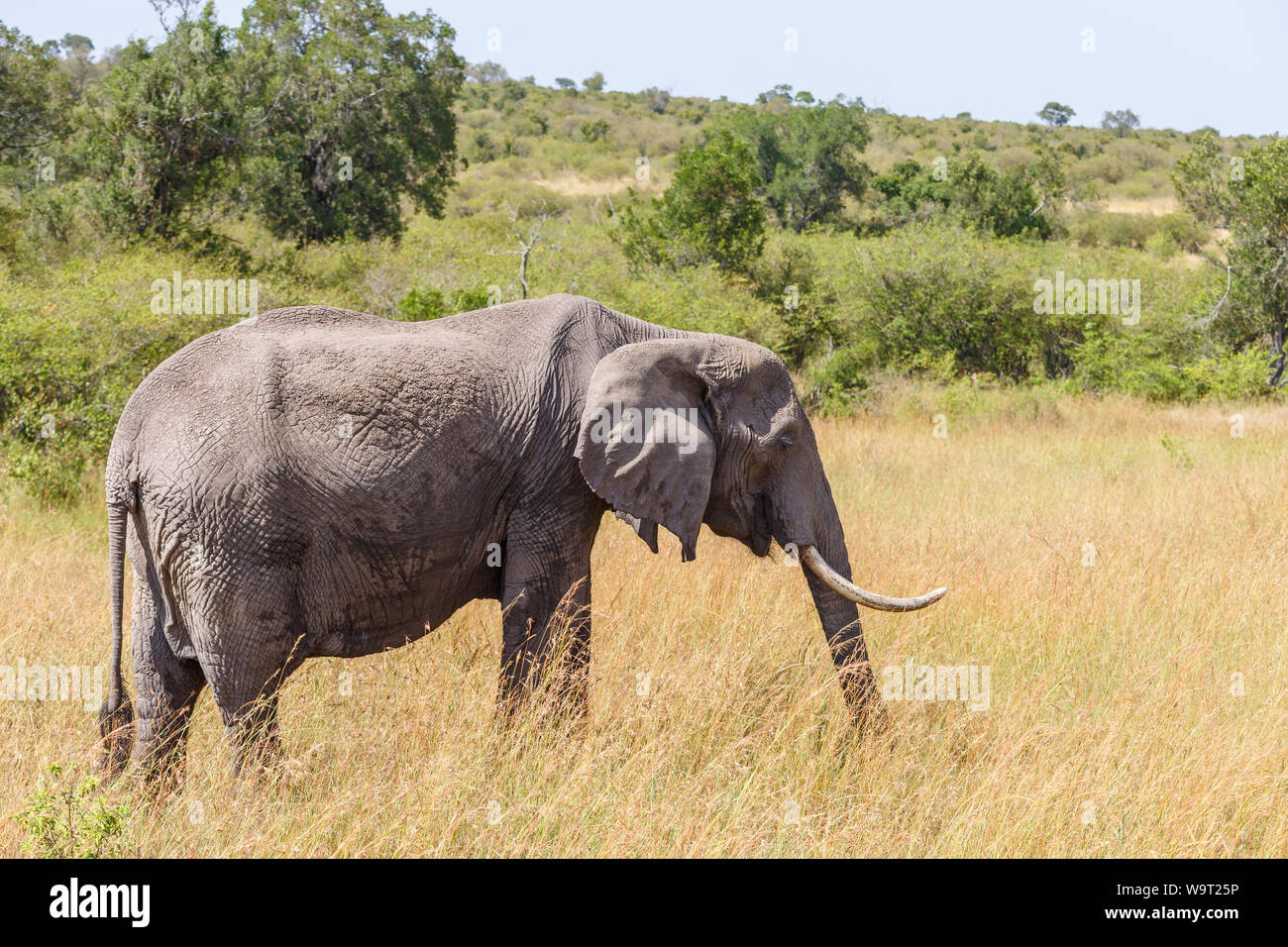 Elephant Savanna Grass