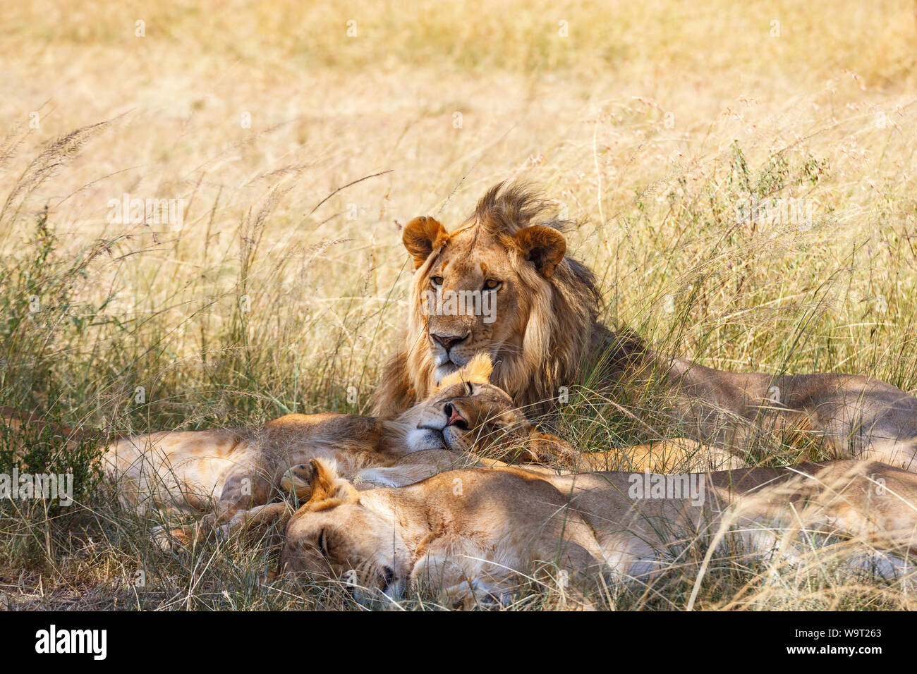 Lion flock with a guarding male lion Stock Photo - Alamy