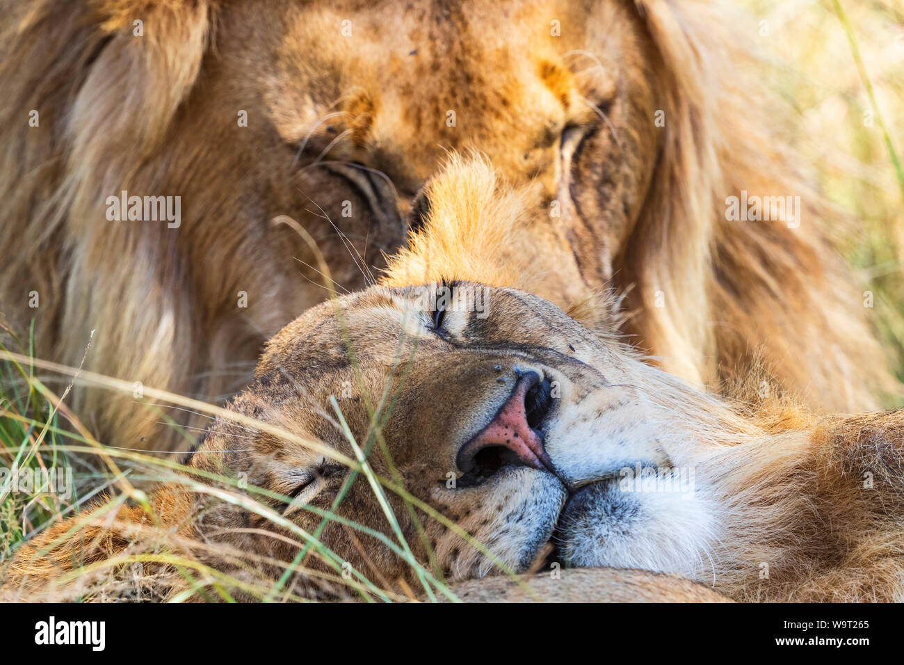 Lioness And Lion Sleeping
