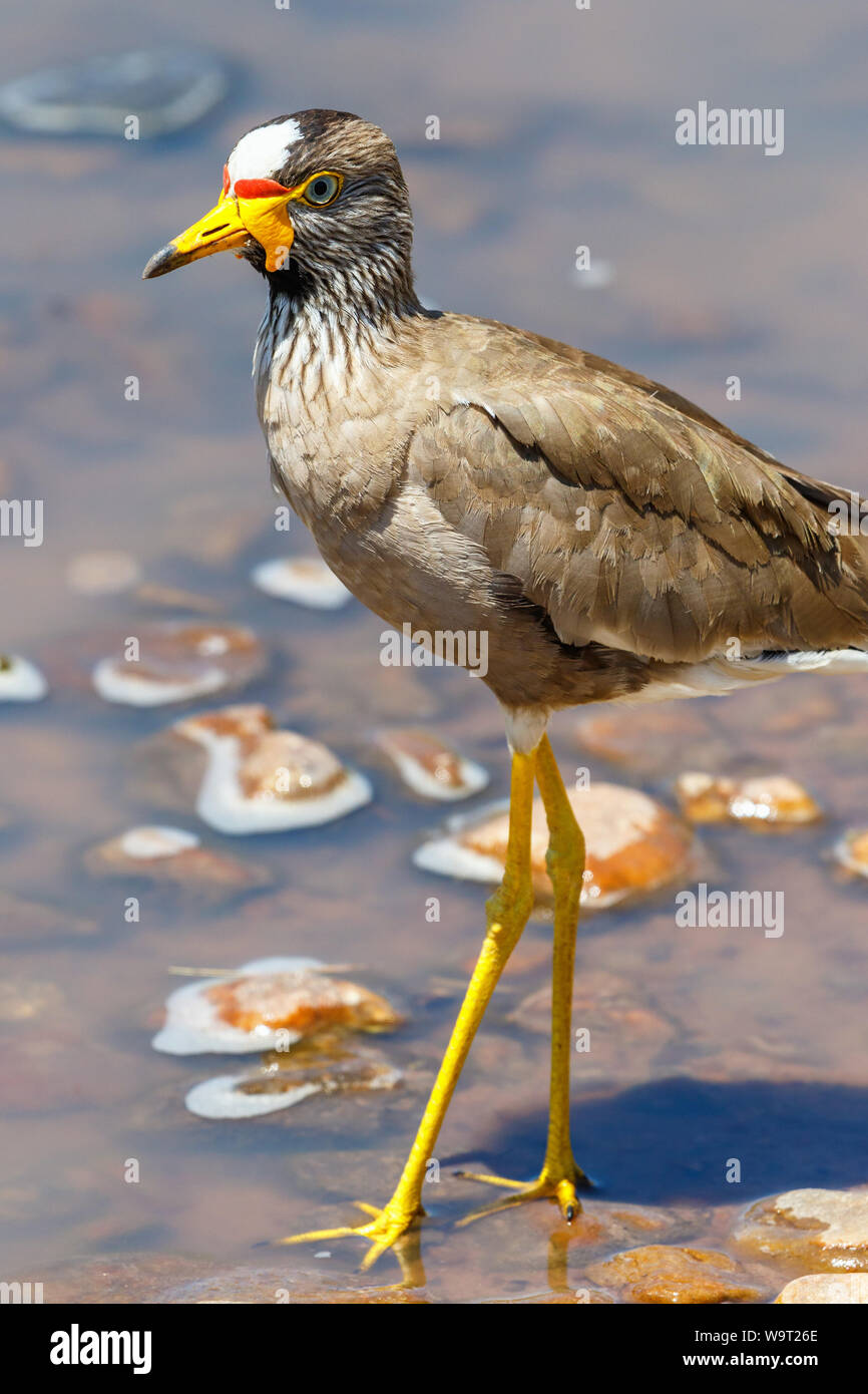 African Wattled lapwing standing in the water at beach in Africa Stock ...