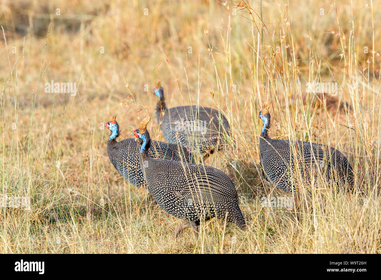 Flock of Helmeted guineafowl at the savannah in Africa Stock Photo - Alamy