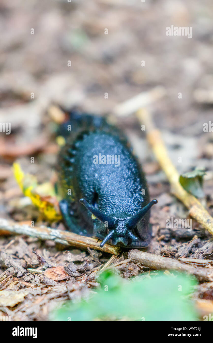 Close up of a black slug on the ground Stock Photo - Alamy