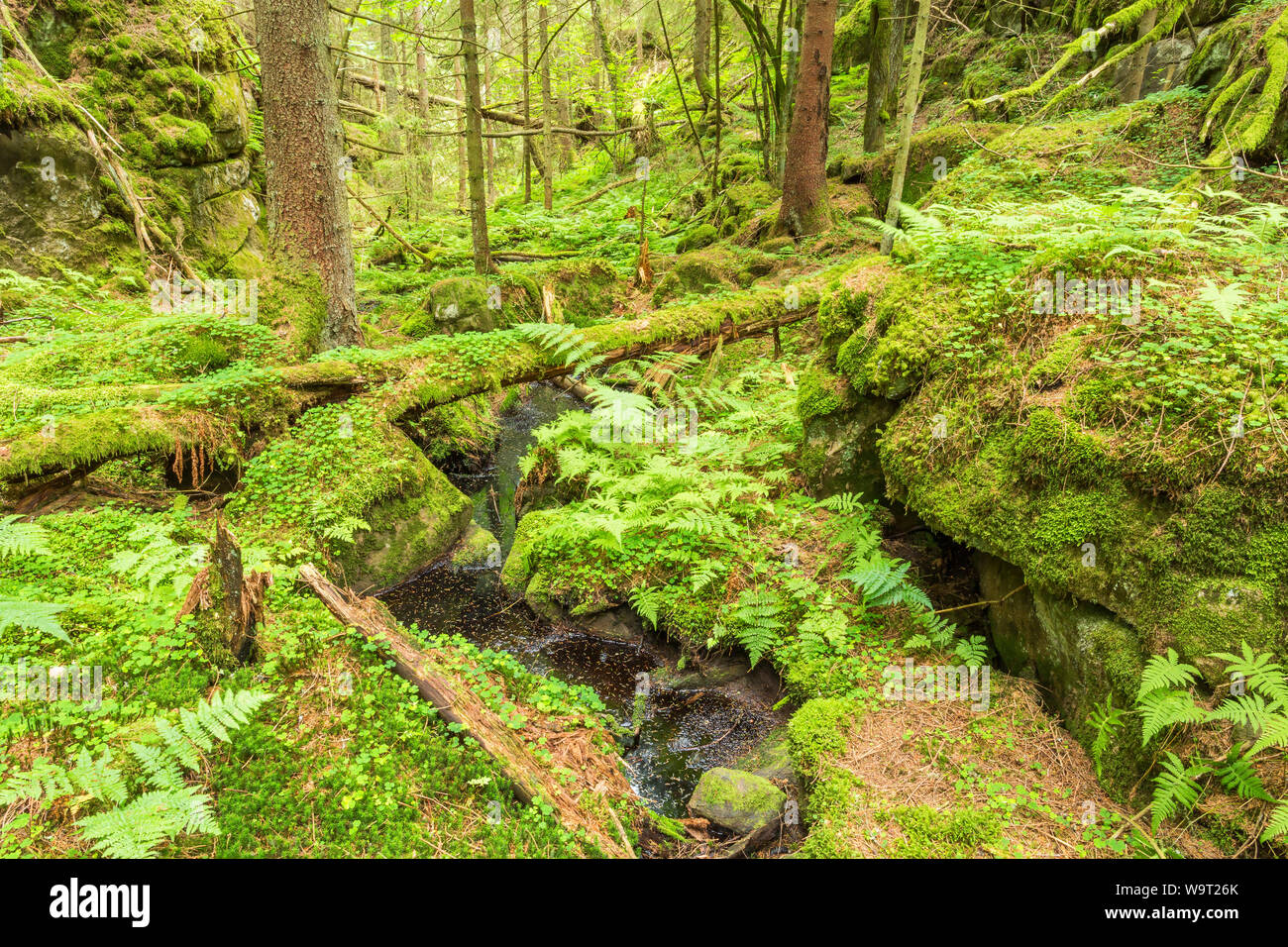 Ravine in an old forest with a creek Stock Photo - Alamy