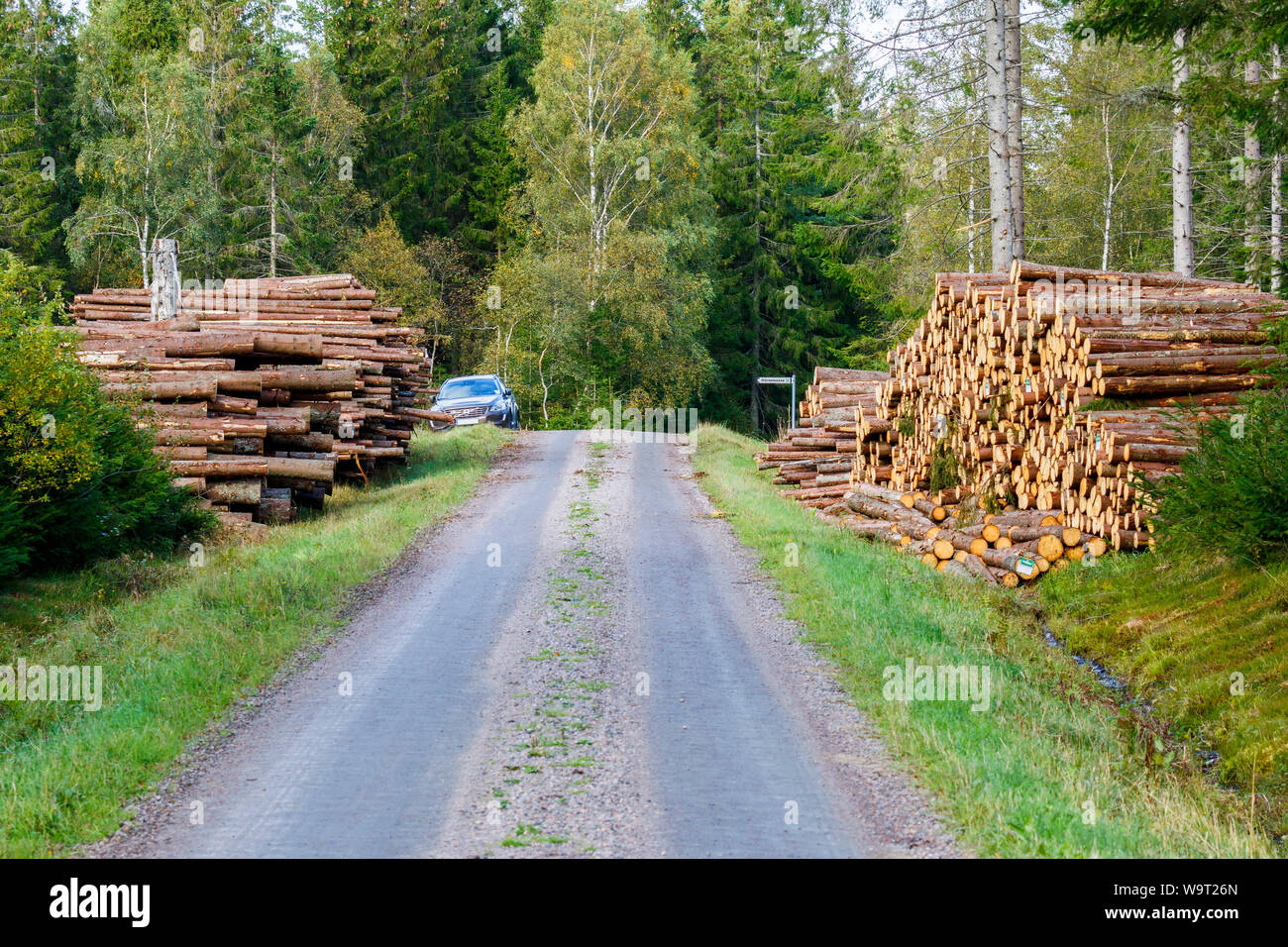 Timber storage by the road in the woods Stock Photo - Alamy