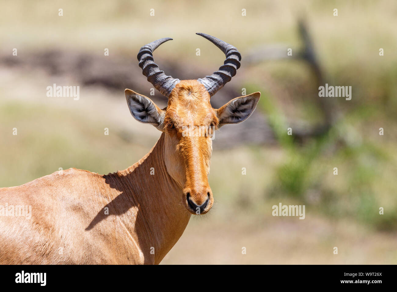 Oddly shaped horns hi-res stock photography and images - Alamy