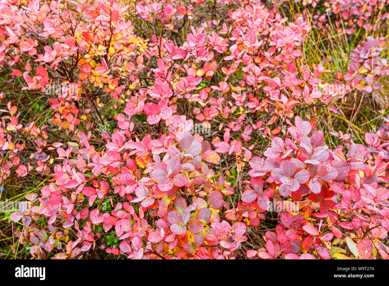 Blueberry Bush Has Red Leaves at Kendra Mayes blog
