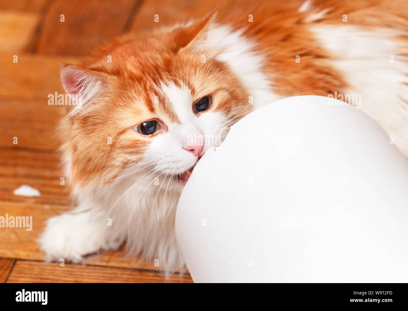Cat roll hi-res stock photography and images - Alamy