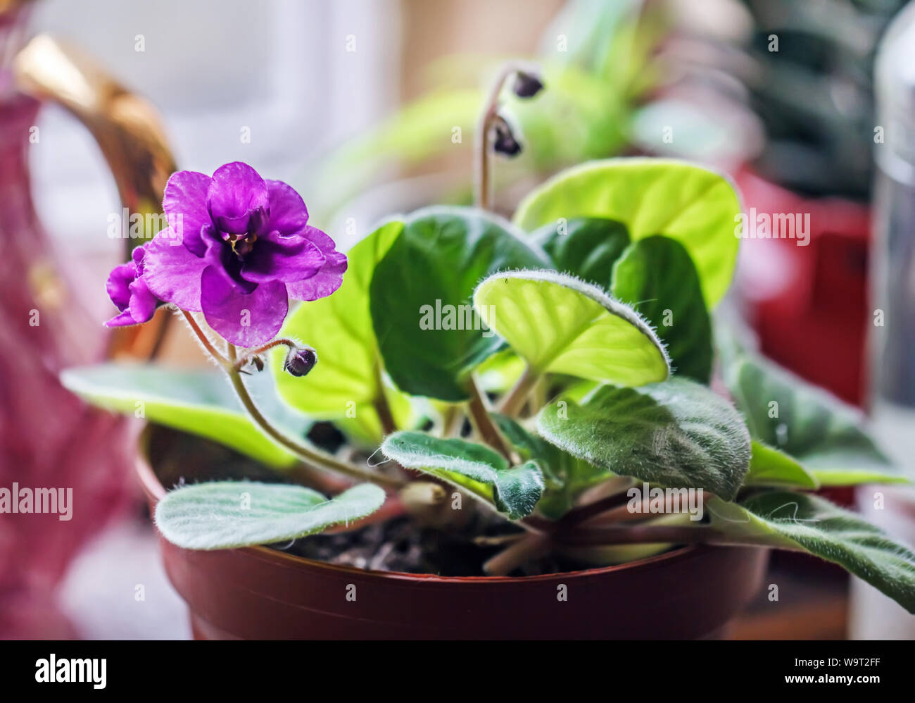 Violet pretty hi-res stock photography and images - Alamy