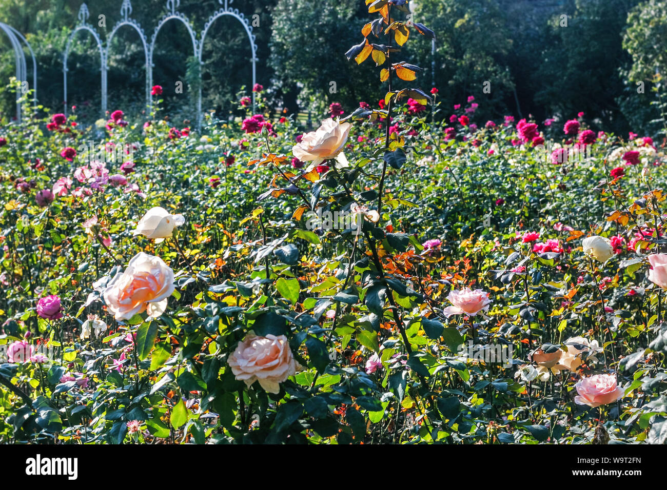Charming rose hi-res stock photography and images - Alamy