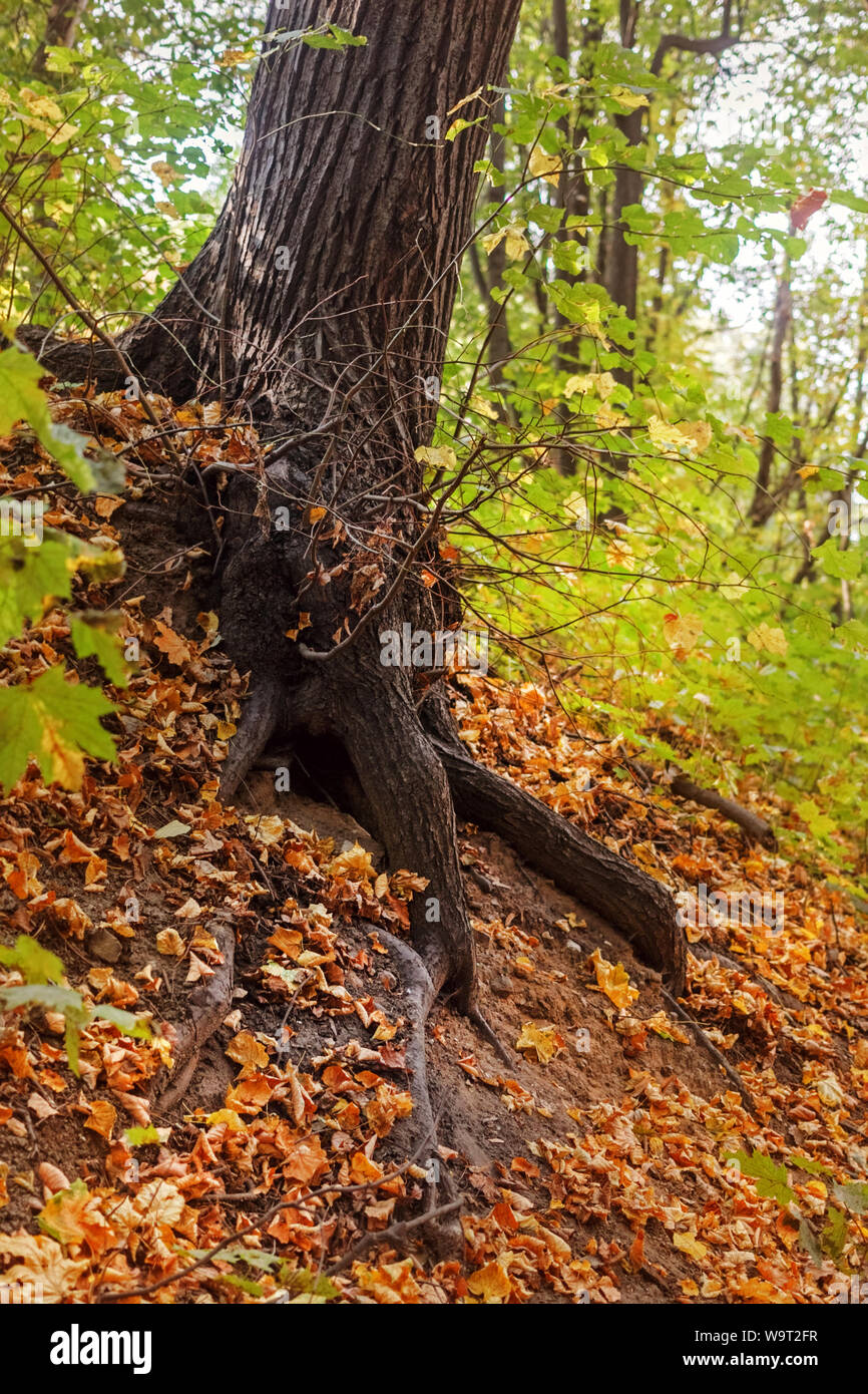 Roots of tree in bright autumn park Stock Photo - Alamy