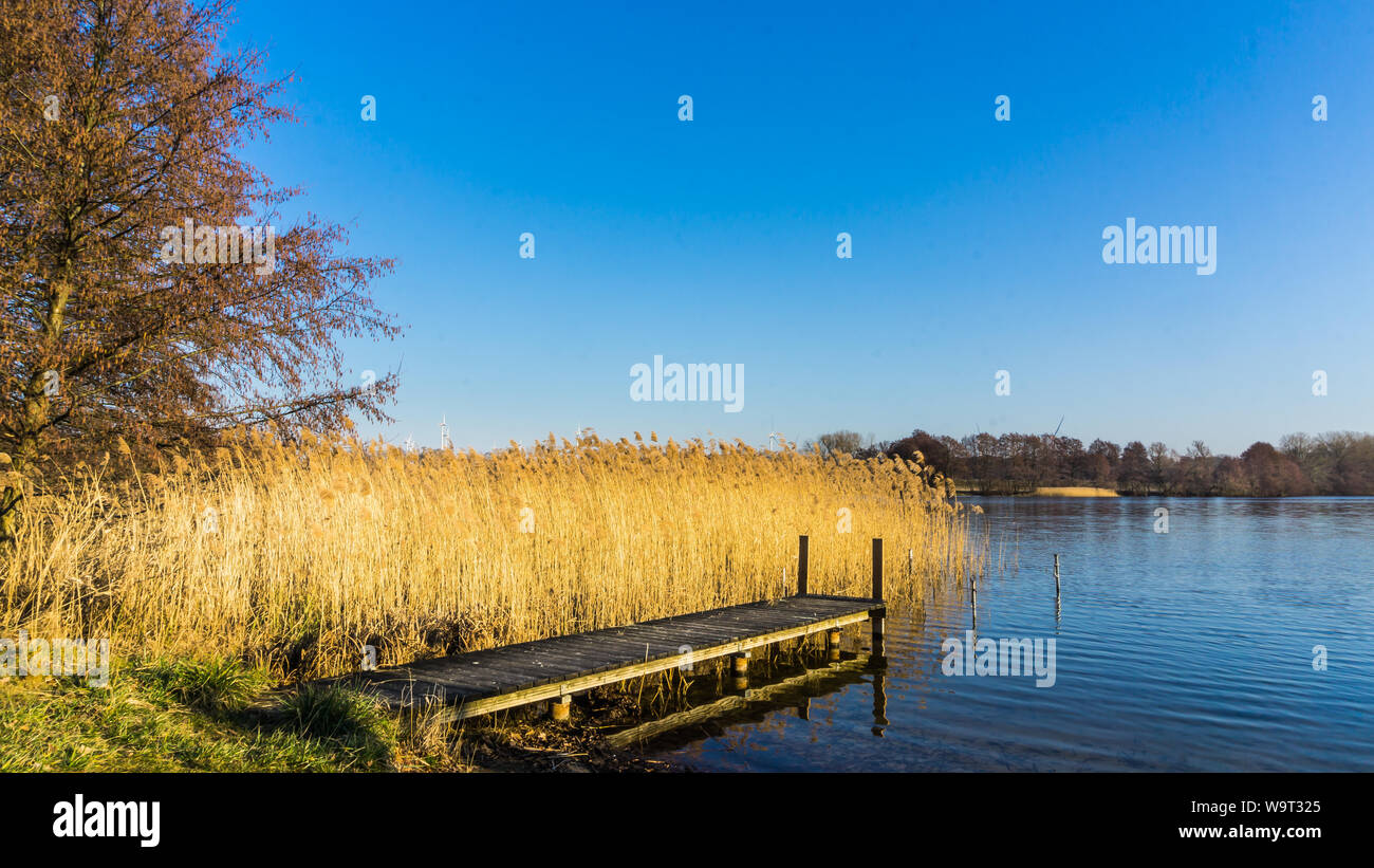 landscape with jetty at a lake and reed grass Stock Photo - Alamy