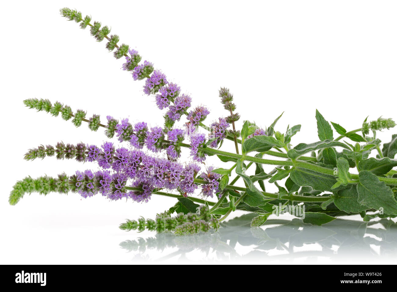 Mint flowers with leaves isolated on white background Stock Photo - Alamy