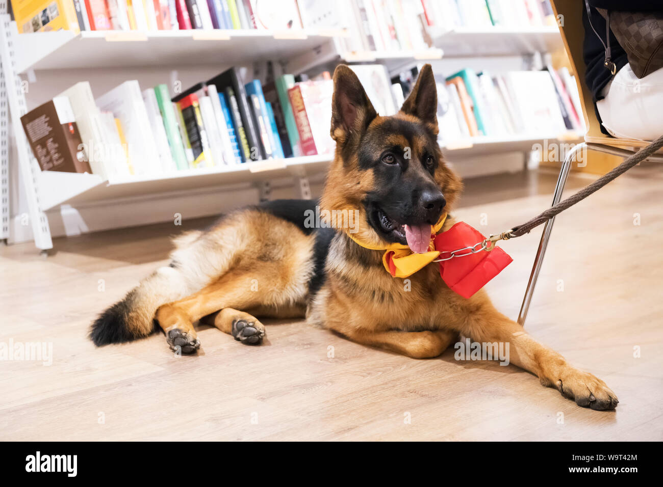 Clever German shepherd in a library. Dog and books. Education concept ...