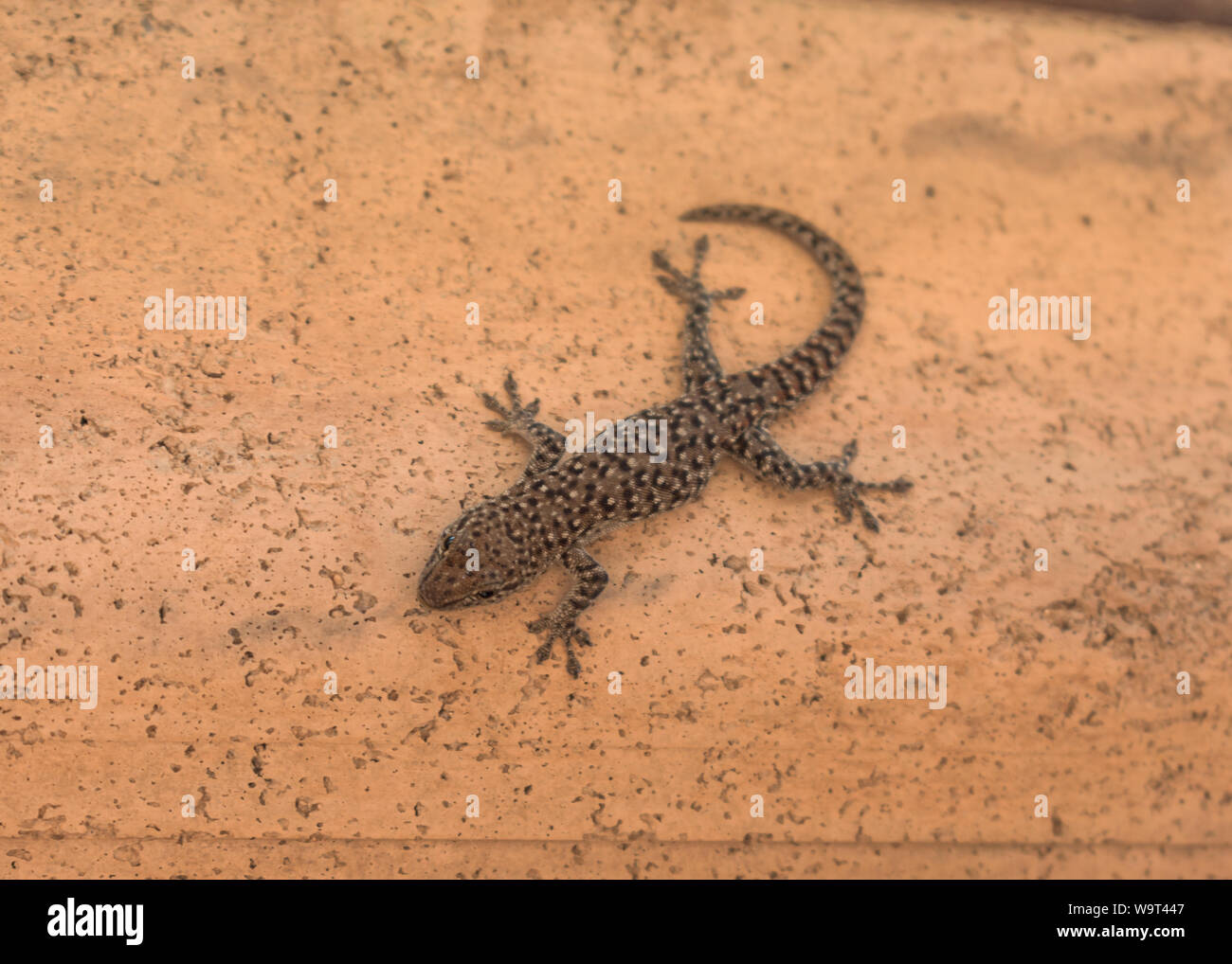 South-Africa Safari, Lizard Stock Photo - Alamy
