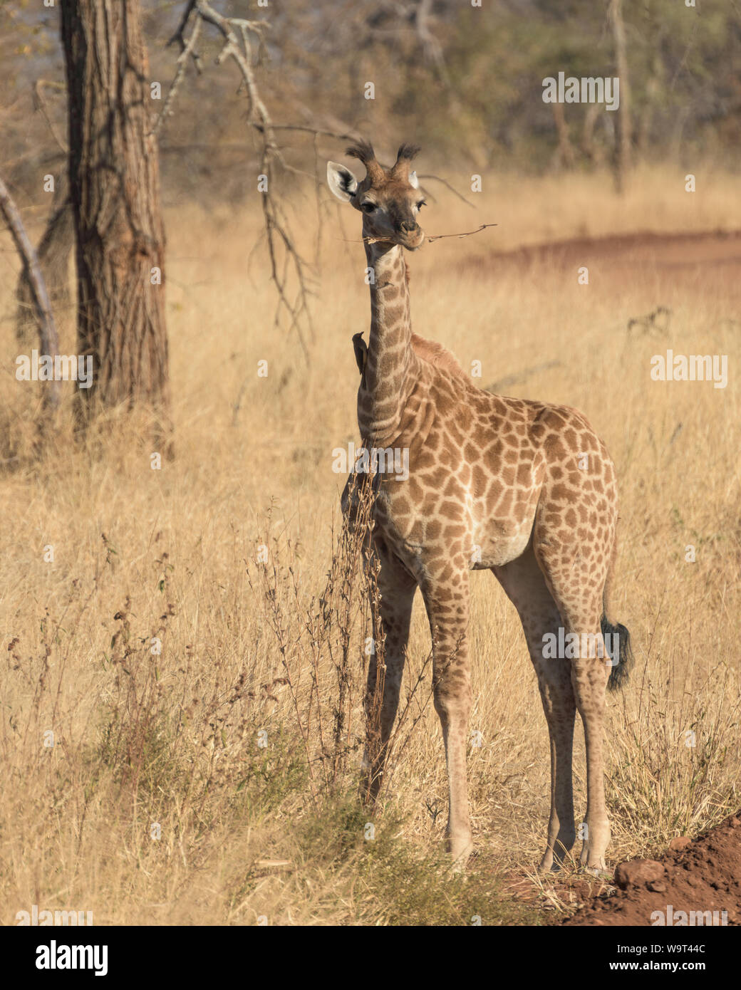 South-Africa Safari, Giraffe Calf Stock Photo - Alamy