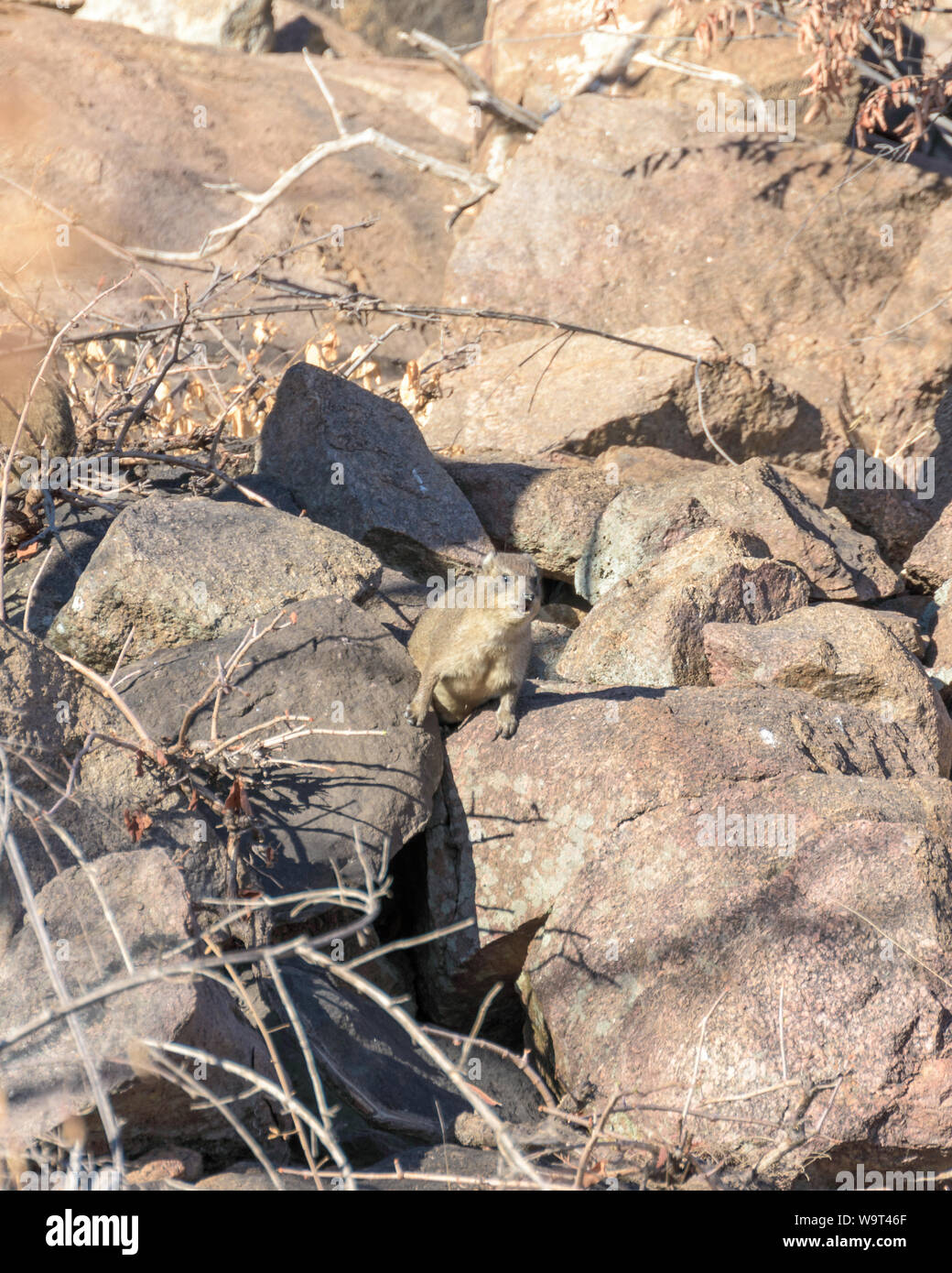 South-Africa Safari, Rock Hyrax, also called rock badger, rock rabbit ...