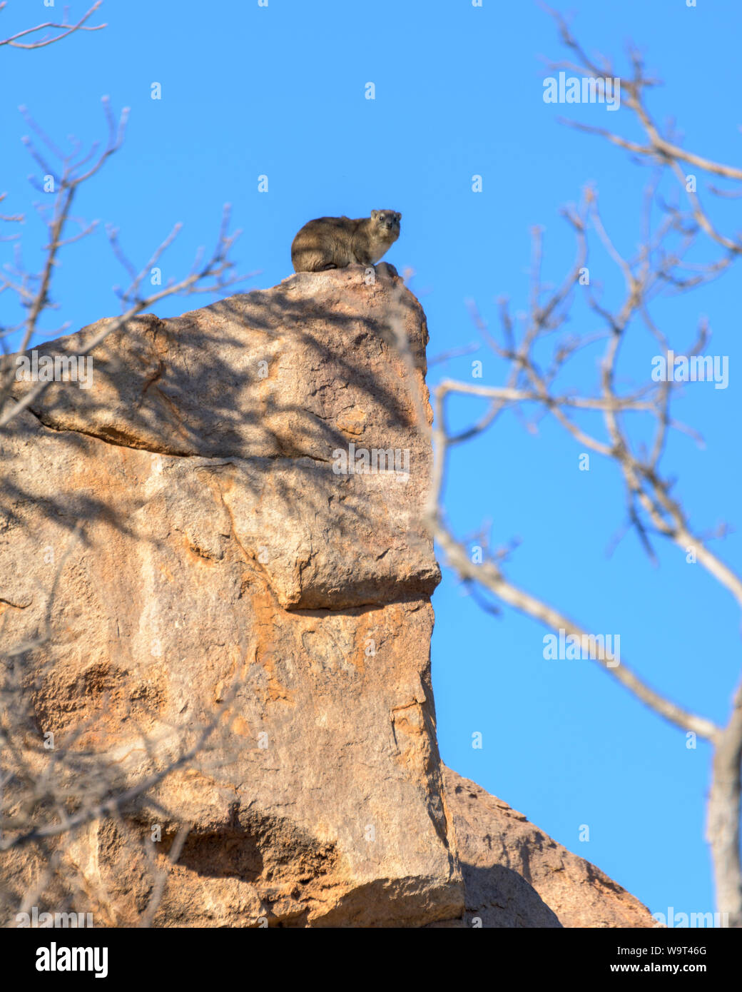 South-Africa Safari, Rock Hyrax, also called rock badger, rock rabbit ...