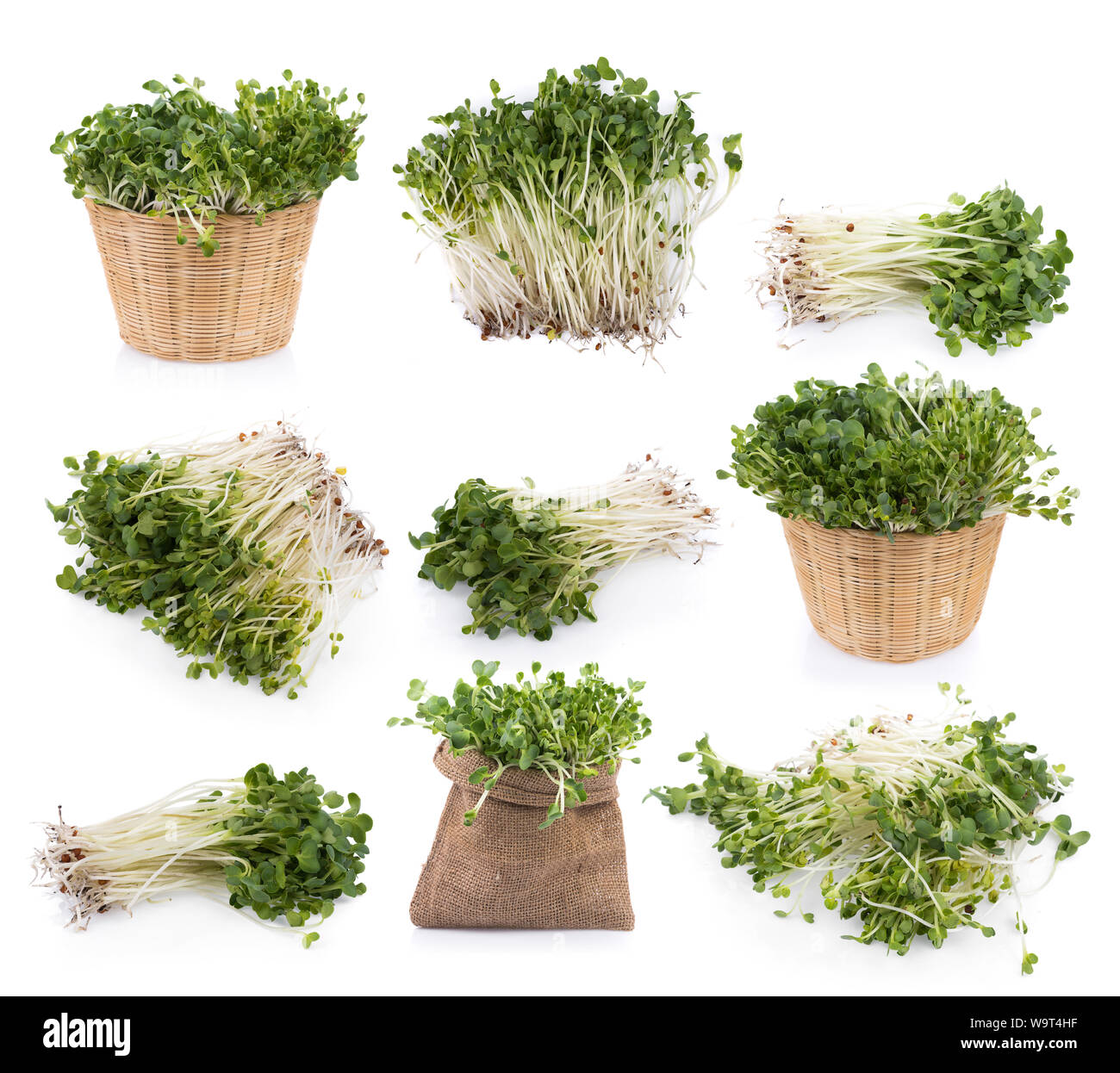 kaiware sprout, japanese vegetable or watercress on white background ...