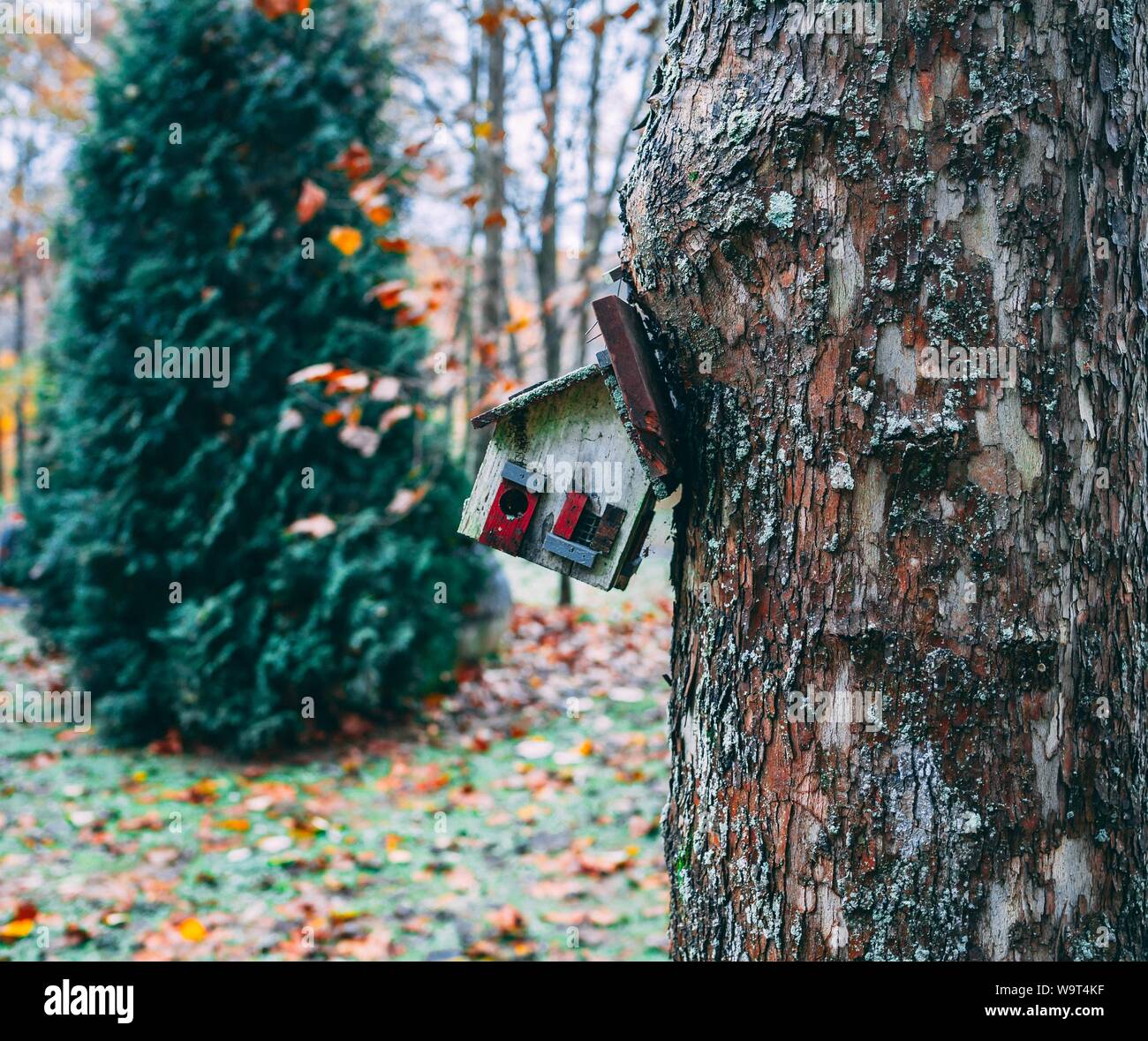 Closeup shot of a house figurine pinned on a tree on the background of ...