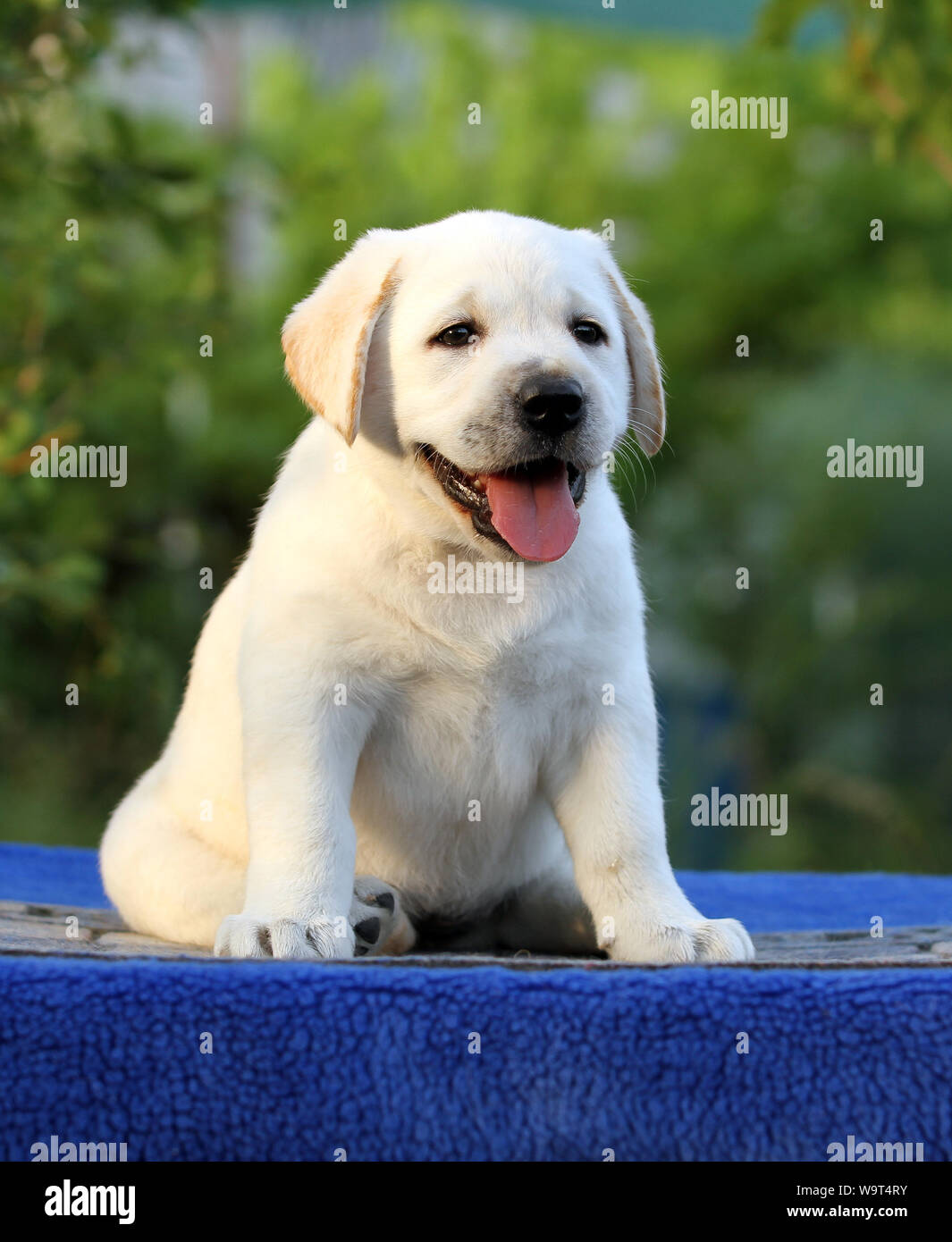 little labrador puppy on a blue background Stock Photo - Alamy