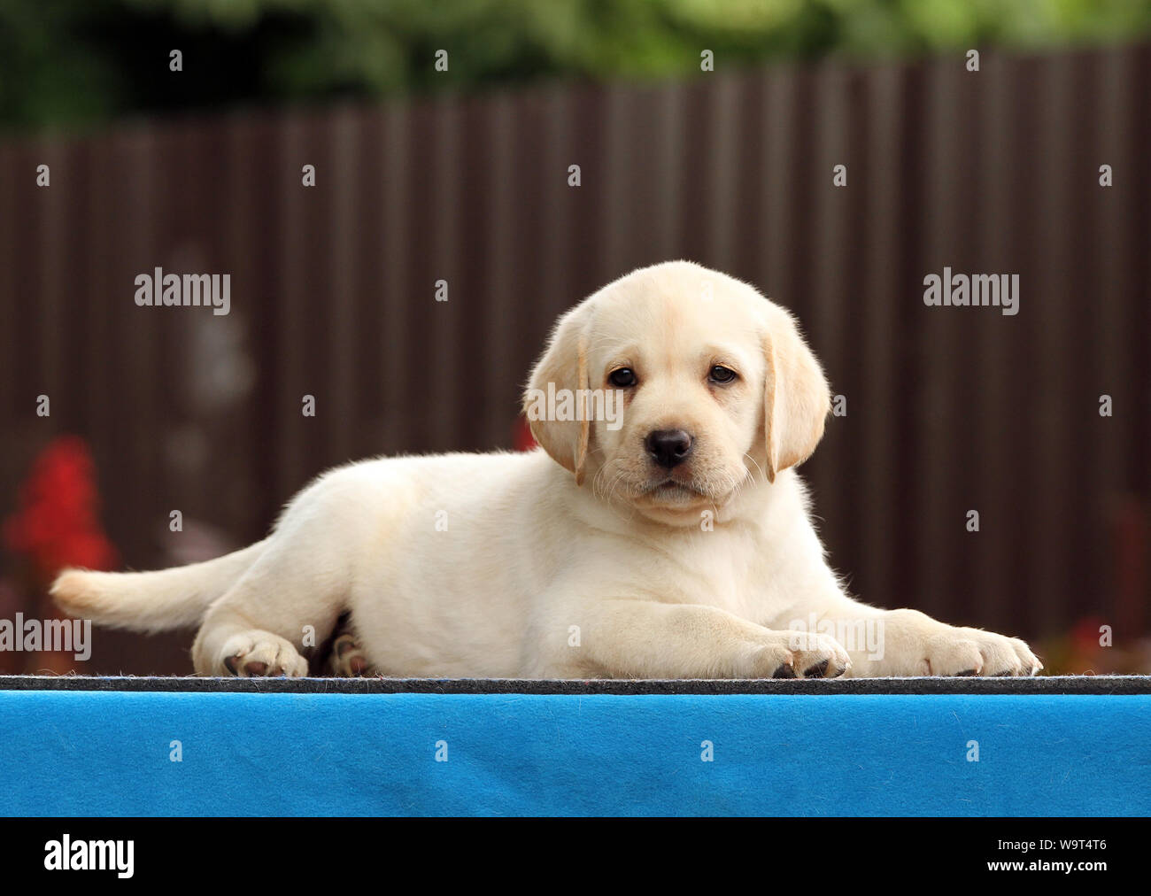 nice little labrador puppy on a blue background Stock Photo - Alamy