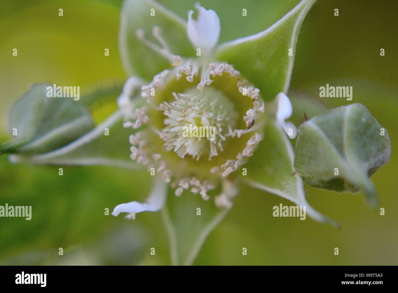 Raspberry flower hi-res stock photography and images - Alamy