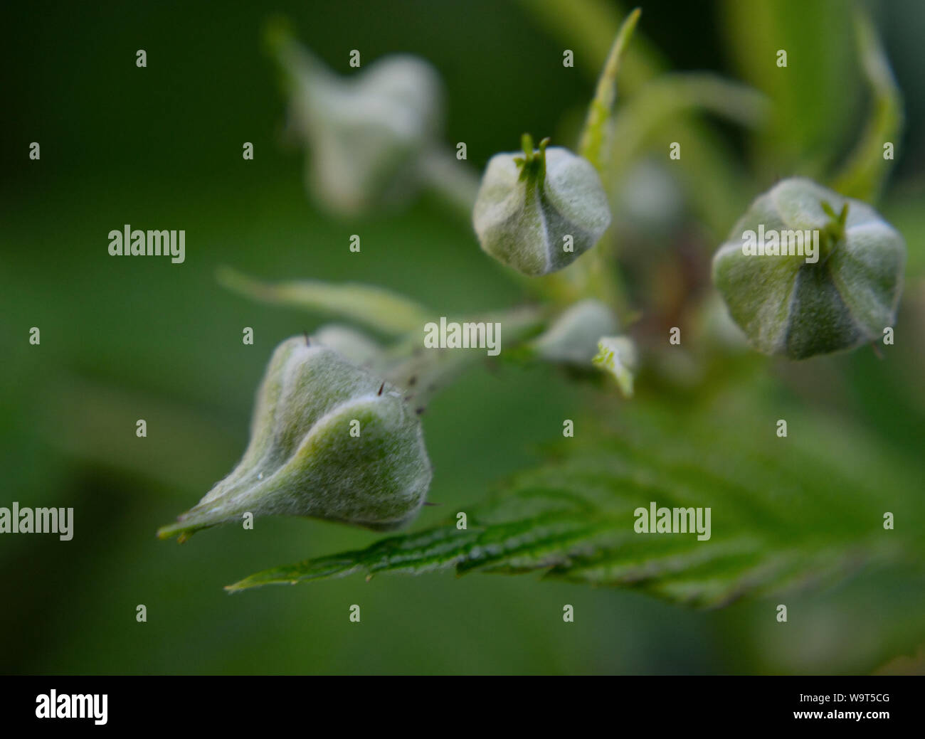Raspberry buds hi-res stock photography and images - Alamy
